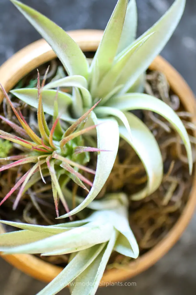 How to Grow Air Plants Indoors - Modern Air Plants