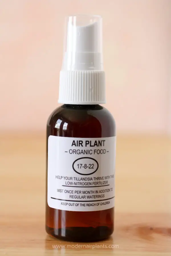 Fertilize for Faster Growth and More Vibrant Blooms - Modern Air Plants