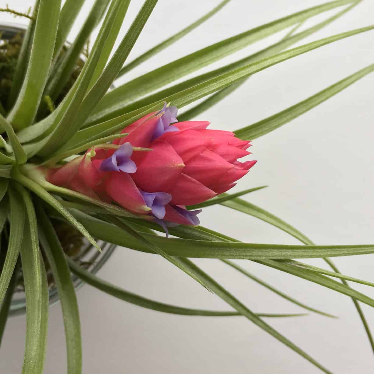 Air Plant Growth Cycle -How to Propagate Air Plants - Modern Air Plants