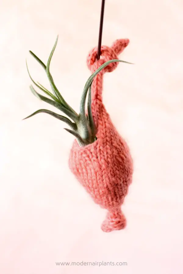 Knitting Air Plant Displays: Create Air Plant Displays that Spell Y-O-U