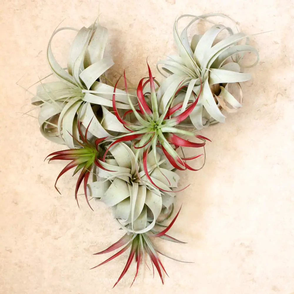 Air Plant Growth Cycle -How to Propagate Air Plants - Modern Air Plants
