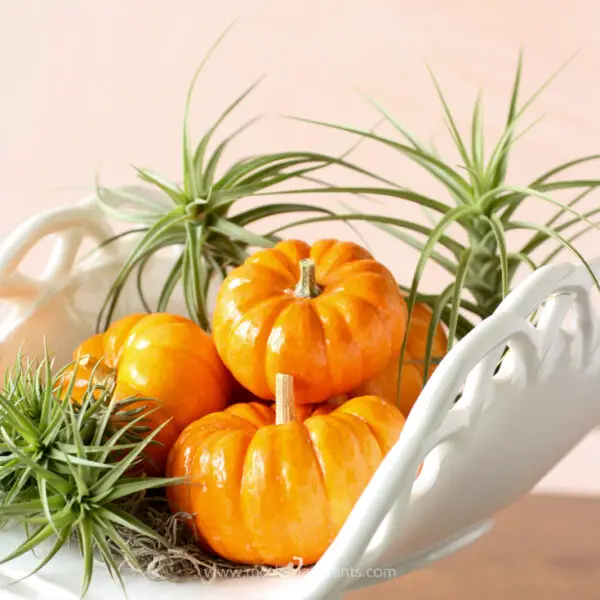 Fall Decor is More Festive with Air Plants - Modern Air Plants