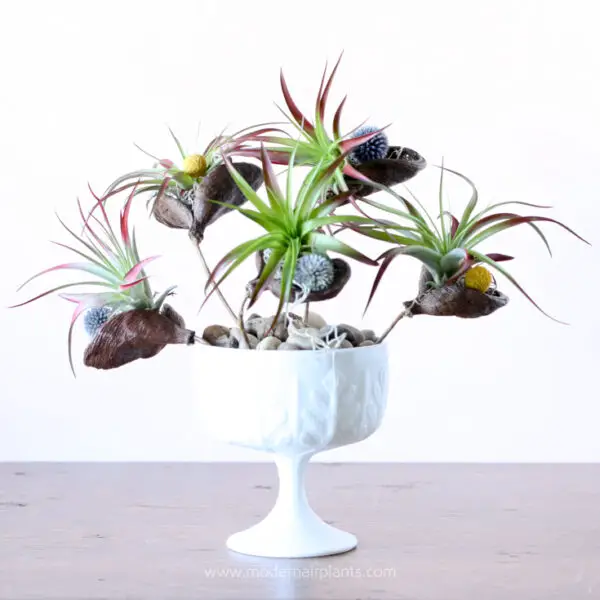 4 Organic Air Plant Design Ideas - Modern Air Plants