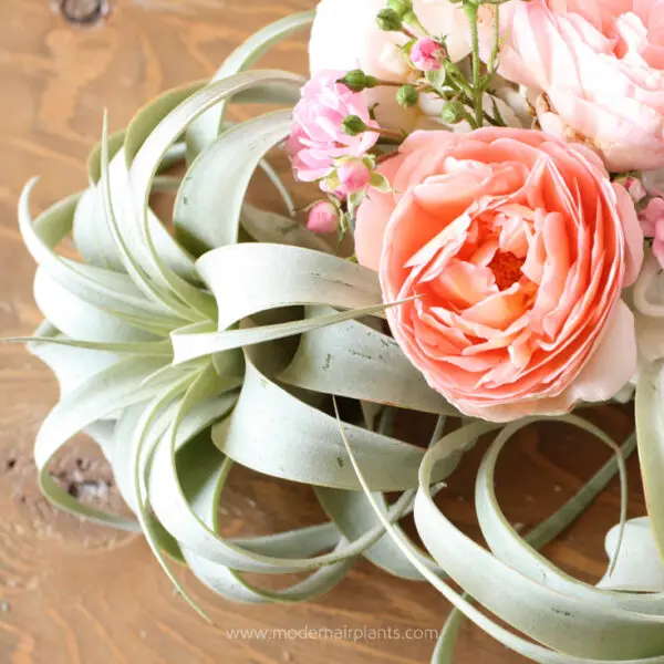 Air Plant Centerpieces Never Looked So Good and Were Never So Easy