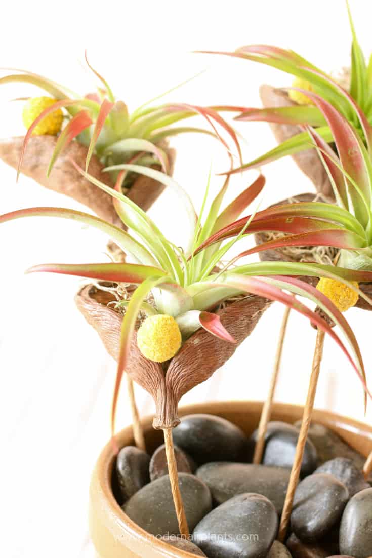 4 Organic Air Plant Design Ideas - Modern Air Plants