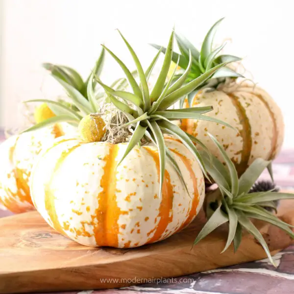 Fall Decor is More Festive with Air Plants - Modern Air Plants
