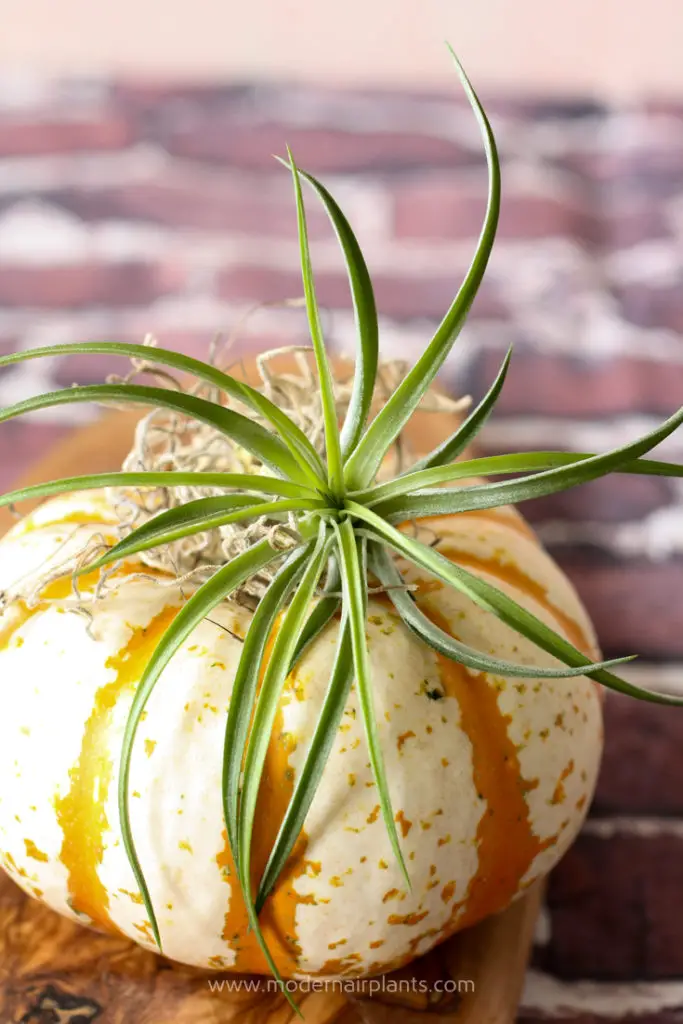 Fall Decor is More Festive with Air Plants - Modern Air Plants