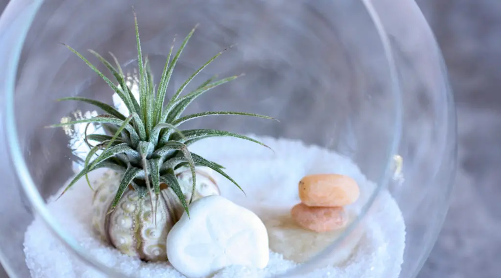 Glass Air Plant Displays: Glass is Modern, Glass is Sleek