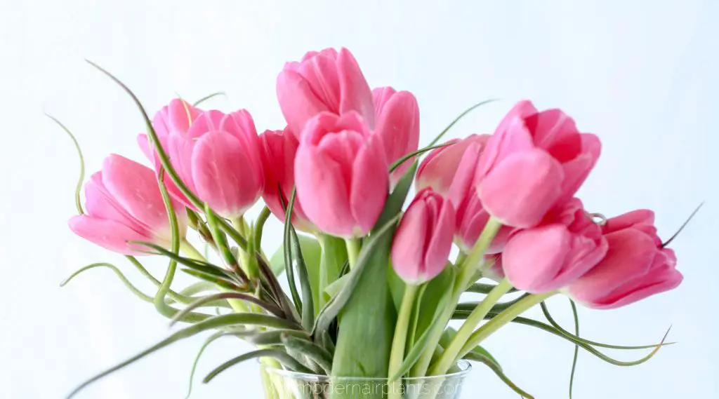 Air Plants and Grocery Store Flowers - Modern Air Plants