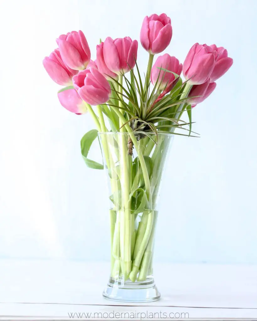 Air Plants and Grocery Store Flowers - Modern Air Plants