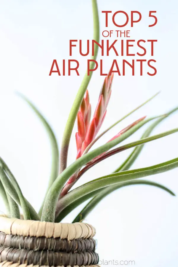 The Top 5 Crazy-Looking Air Plants that Add a Wow Factor to Your Decor
