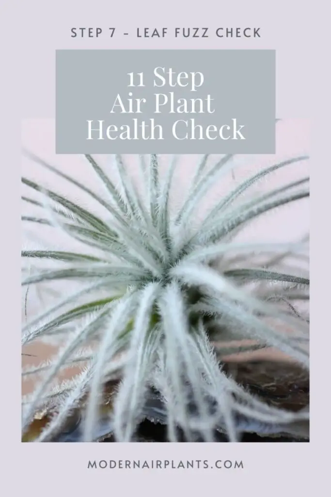 11 Ways to Tell if Your Air Plant Is Healthy - Modern Air Plants