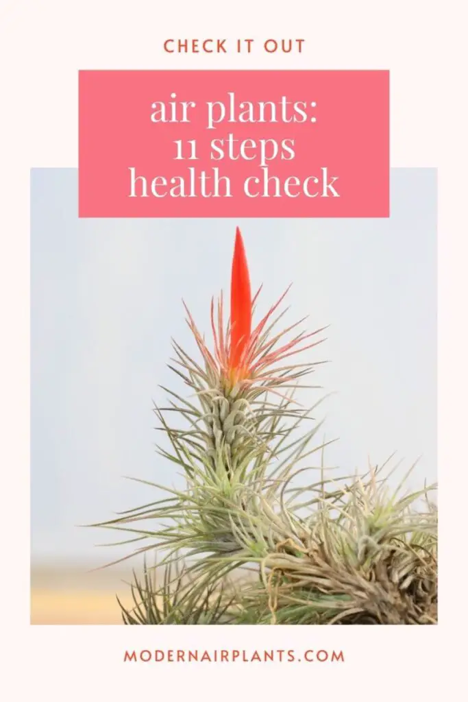 11 Ways to Tell if Your Air Plant Is Healthy - Modern Air Plants