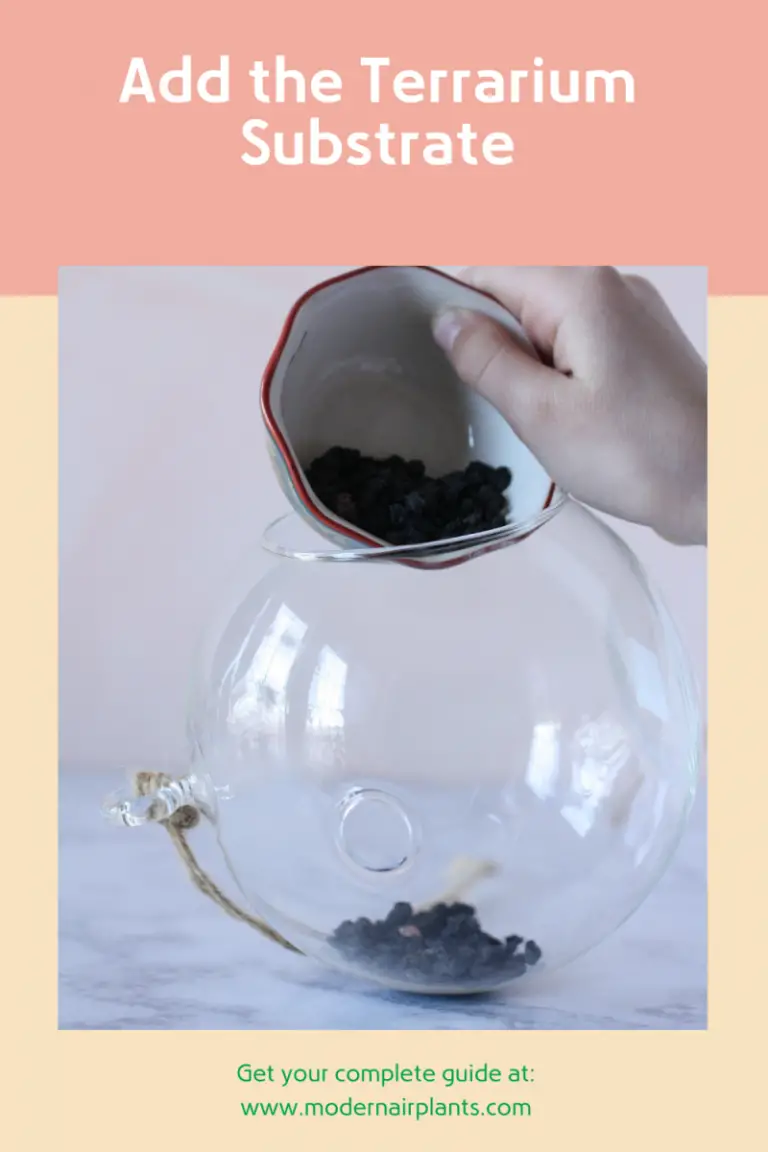 How to Grow Air Plants in Terrariums: The Complete Guide - Modern Air ...